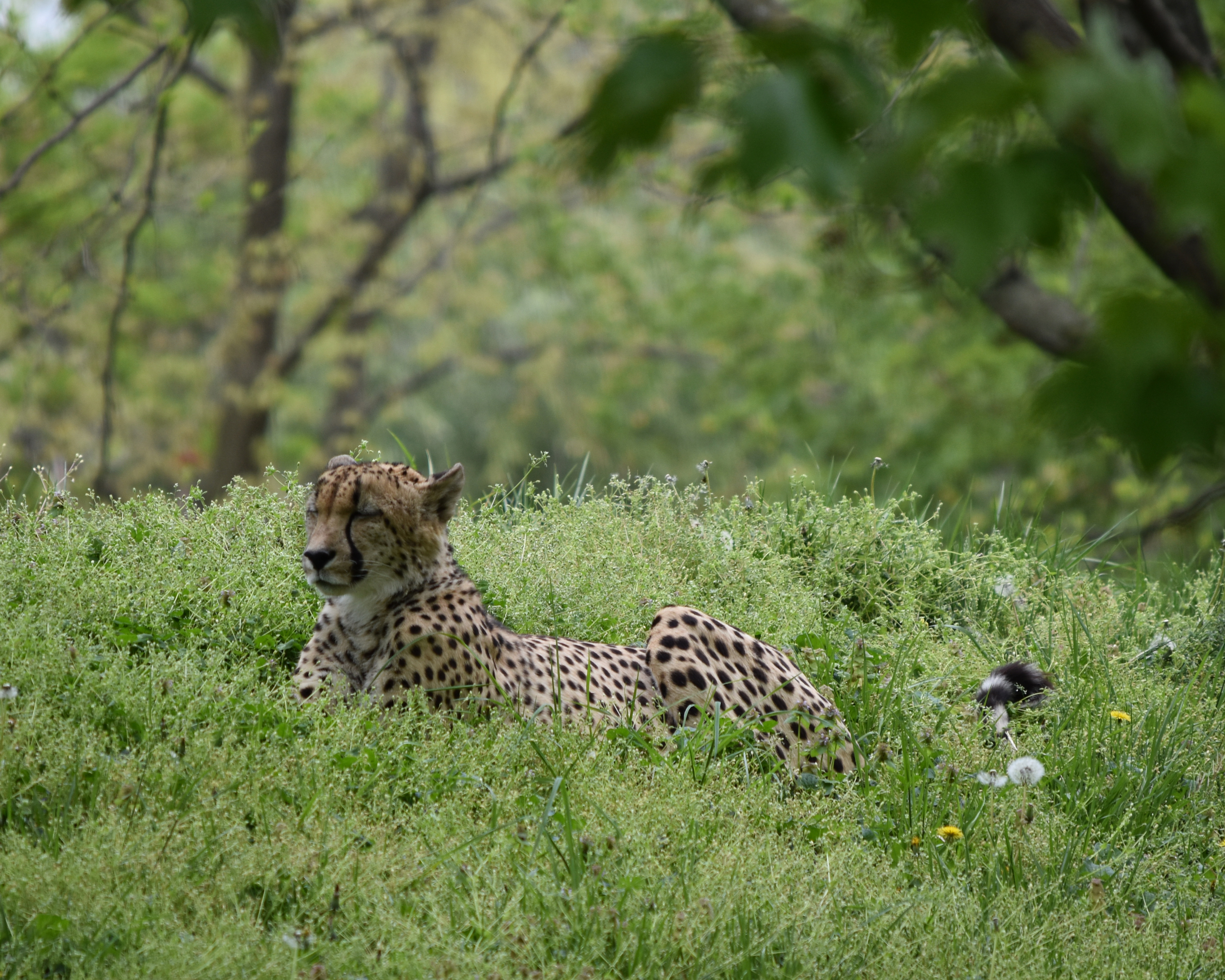 Cheeth in the Grass | Shutterbug
